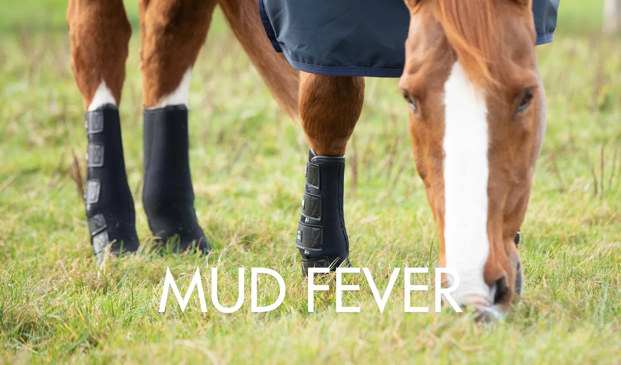Preventing & Treating Mud Fever in Horses | AG Equestrian